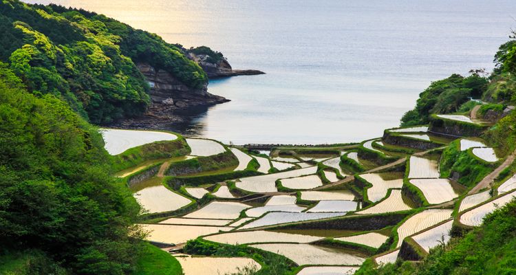 Japan's Terraced Rice Fields Will Take Your Breath Away | tsunagu Japan