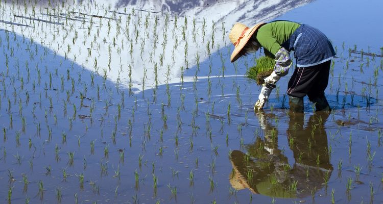 The Appealing History and Culture of Rice in Japan | tsunagu Japan