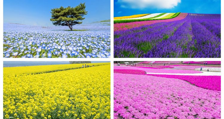 16 Must-See Flower Gardens Around Japan | tsunagu Japan