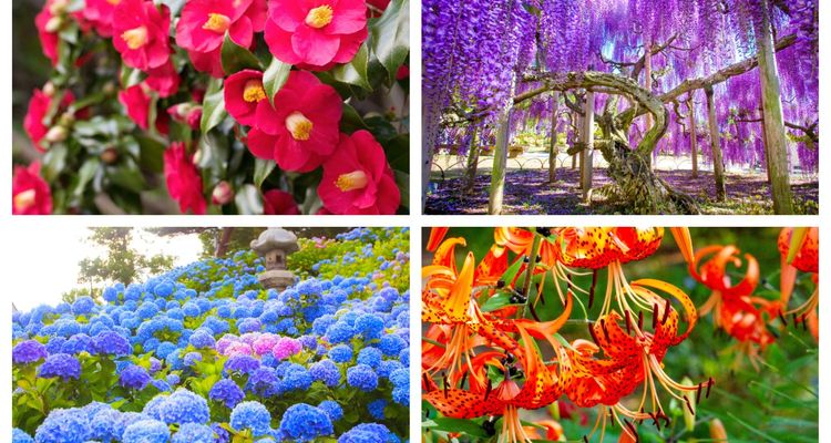 20 Spesies Bunga Endemik di Tokyo | tsunagu Japan