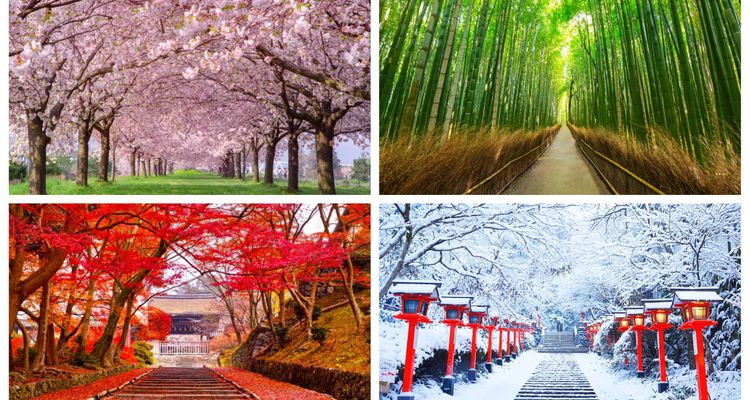 다양한 계절을 느껴 보세요! 교토의 일 년 날씨에 대한 완벽한 가이드 | tsunagu Japan