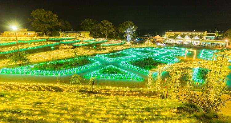 Enter a Romantic World of Light at the 2019 Ibaraki Flower Park ...