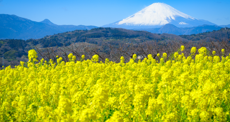 A Yearly Guide to Flower Viewing in Tokyo | tsunagu Japan