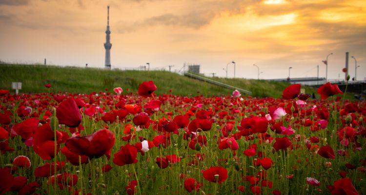 A Yearly Guide to Flower Viewing in Tokyo | tsunagu Japan