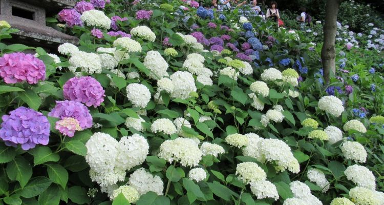 5 Spots for Enjoying Hydrangeas in Kansai | tsunagu Japan