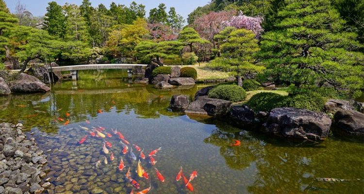 Swimming Jewels?! The Appeal of Nishikigoi – Beautiful Aquarium Fish ...