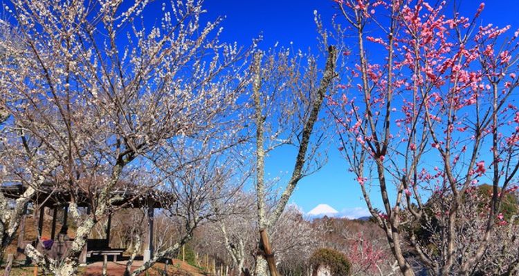 Little Kyoto of Izu, Shizuoka! Sightseeing Guide to the Hot Spring Town ...