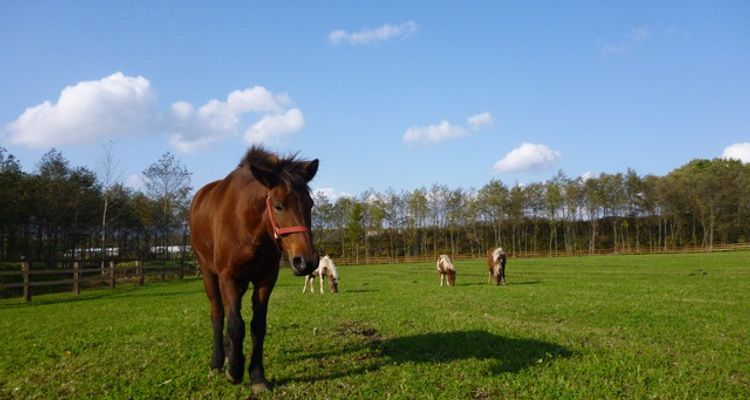 Five Select Tourist Destinations to Enjoy the Special Hokkaido Activity ...