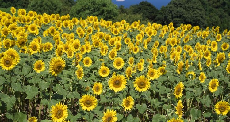 From Hokkaido to Kyushu! Picturesque Sunflower Fields in Japan to Visit ...